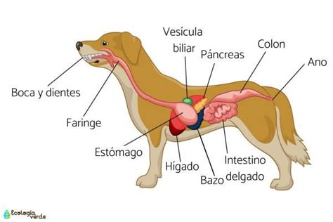 Función De Nutrición Qué Es Y Procesos ¡resumen Anatomía Del