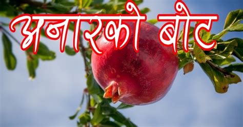 Bikas Gurung On Linkedin पाठ १ अनारकाे बाेट नेपाली कक्षा ९