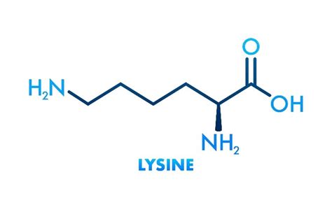 Lysine Definition Structure Benefits And Uses Boc Sciences