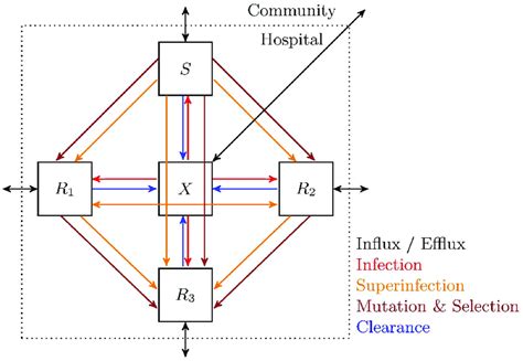 Schematic Diagram Of The Dynamical Model Given By Eqs 1 5 The Download Scientific Diagram