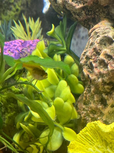 Tank Mates For Ember Tetra Raquariums