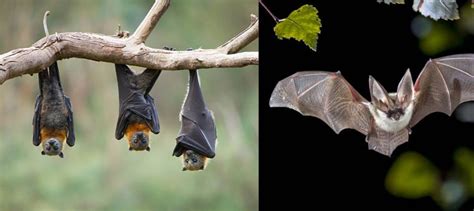 Científicos Detectan Al Tipo De Murciélago Que Podría Ocasionar La