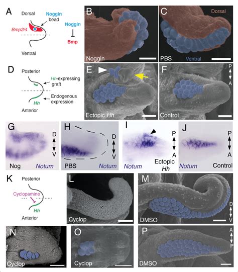 Bmp Signaling Controls Dorsoventral Patterning And Hh Signaling Download Scientific Diagram