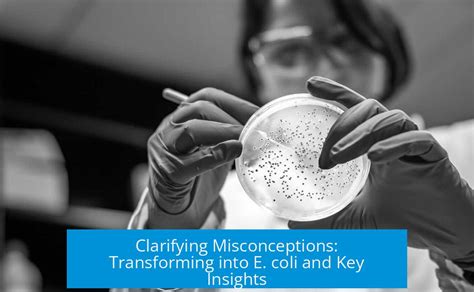 Clarifying Misconceptions Transforming Into E Coli And Key Insights Chemcafe — Science