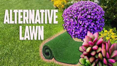 Low Maintenance Grass Ideas For Beginners How To Ditch Your Lawn And