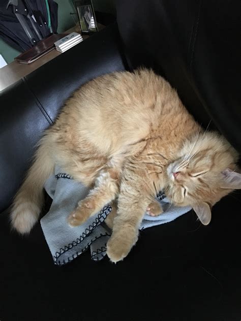 Lazy Day Kitty Sunny R Catpictures