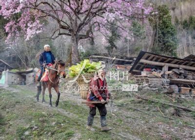 四川北川小寨子沟辛夷花王绽放美如画 人民图片网