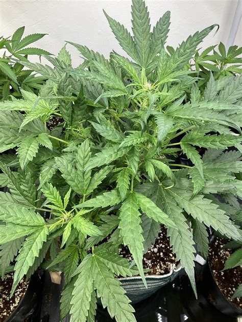 Is This Auto Showing Sex Or Actually Flowering Flowering Ilgm Forum