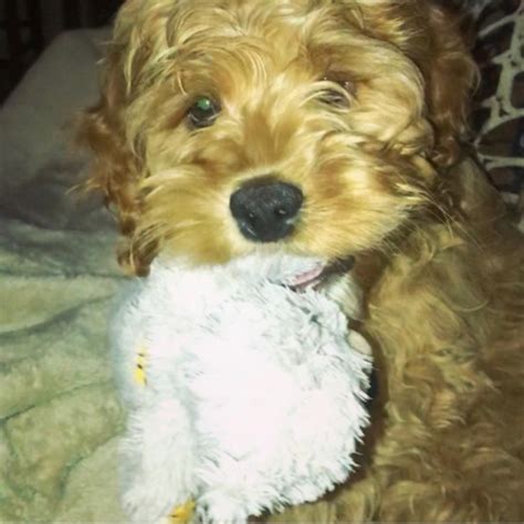 Cockapoo Dog Breed The Cutest Cockapoo Photos