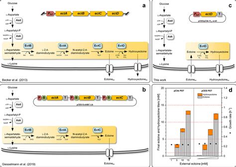 Genetic And Metabolic Engineering Strategies To Produce Ectoine And