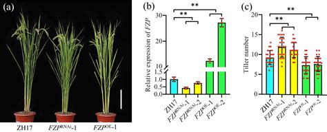 Fzp Modulates Tillering Via Osmads57 In Rice Xing 2025 Plant