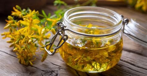 St Johns Wort Monograph 🌿 Holisticwow