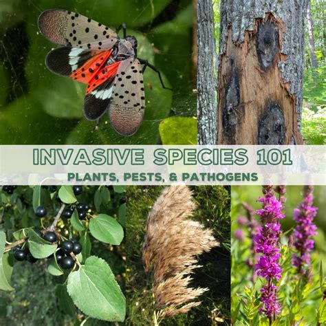 Invasive Species 101 Workshop Plants Pests And Pathogens Heartland