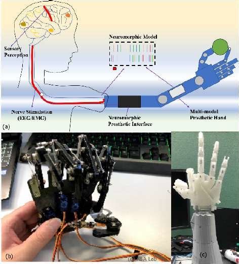 Neurosys System Overview A The Eegemg Signals Are Used As Input To Download Scientific