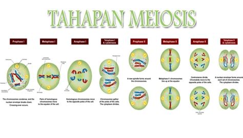 10 Perbedaan Pembelahan Mitosis Dan Meiosis Materikimia