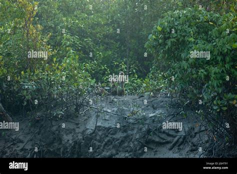 Otter Locally Called Udbiral At The Sundarbans A Unesco World Heritage