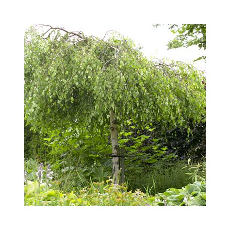 Betula Pendula Subsp Pendula Youngii Silver Birch Circa 2m Tall