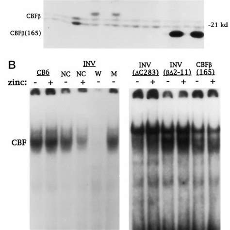 Mutation Of The Cbf Interaction Domain Or Truncation Of The Smmhc Download Scientific Diagram