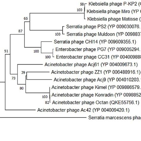Comparative Phylogenetic Analysis Of Serratia Phage 4s Major Capsid