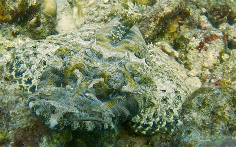 The Crocodile Flathead Fish Rubberboa