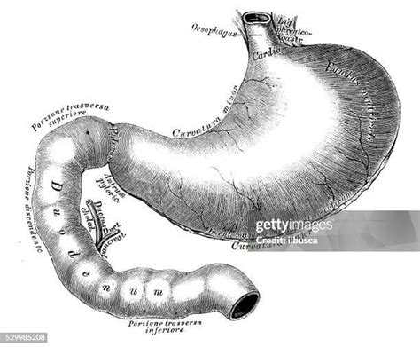 77 Human Duodenum Stock Illustrations High Res Illustrations Getty Images