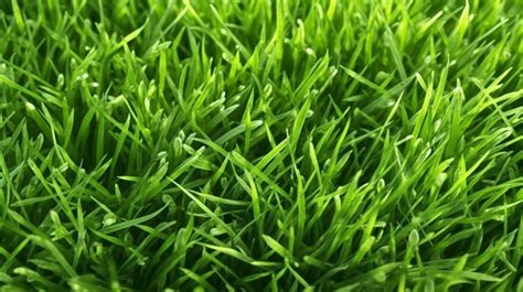 Vibrant Green Grass Texture Pattern Background Grass Grassland Grass