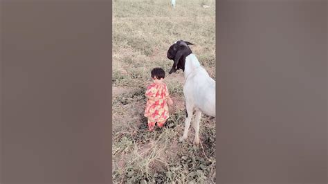 Bakara Eid Special Youtube