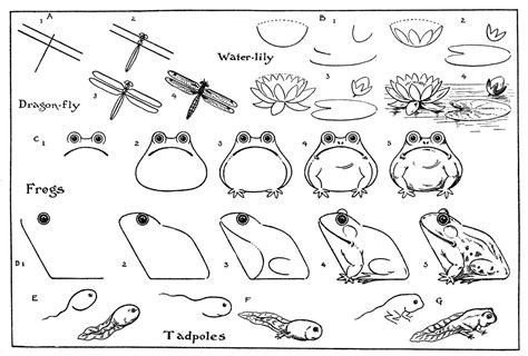 Frog Life Cycle Worksheet Learn How To Draw Frogs Dragonflies