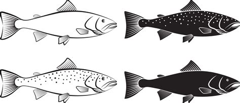 Salmon Vector Images Over 68000