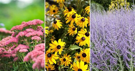 17 Plants That Thrive In Poor Soil Transforming Tough Garden Spots Complete Gardening
