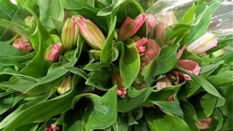 알스트로메리아 생화 꽃집 꽃집창업 꽃값 온라인꽃시장 온라인꽃도매 인터넷꽃시장 인터넷꽃도매 서울꽃시장 꽃농장 꽃배송 생화배송 생화도매 생화택배 꽃배달 생화배달 생화주문 생화