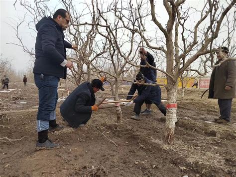 果树修剪图片 果树修剪 大山谷图库