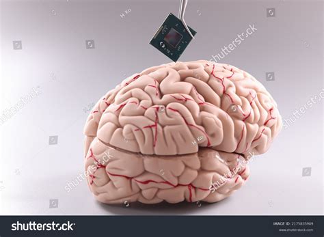 Anatomy Human Brain Computer Chip Stock Photo 2175835989 Shutterstock