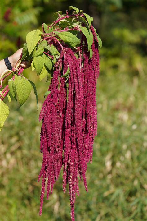 Flower Love Lies Bleeding Amaranth Northern Seeds