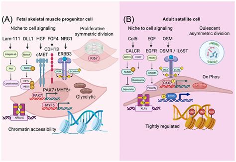 Intrinsic Differences In Skeletal Muscle Precursor Progenitor Cells