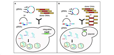 Schematic Diagram Of Multiplex Gene Editing Using Multi Cassette Grna