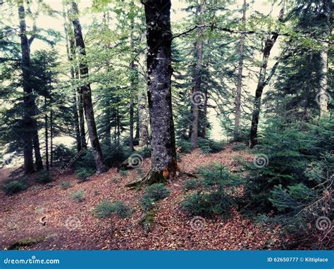 Russian Forest Stock Image Image Of Moss Camping Mountains 62650777