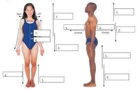 Directional Terms LAB 1 Diagram Quizlet