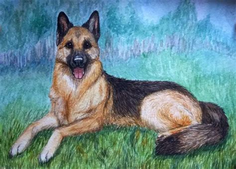 Как Нарисовать Овчарку 55 Фото