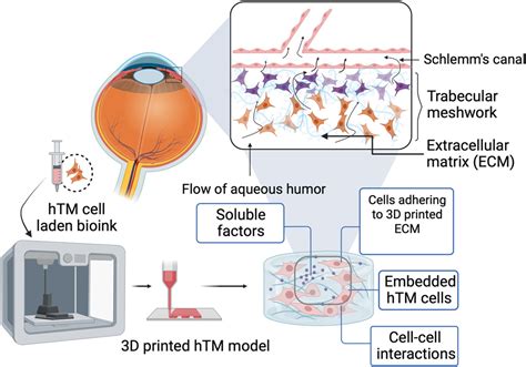 3d Printed Gelatin Methacryloyl Hydrogels For Perfusion Culture Of Human Trabecular Meshwork