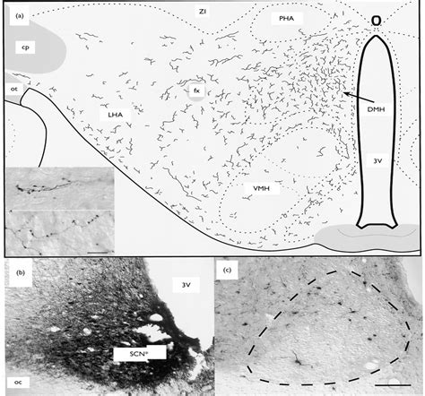 The Suprachiasmatic Nucleus Projects To Posterior Hypothalam Neuroreport