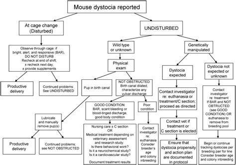 Oxytocin In The Treatment Of Dystocia In Mice Pmc