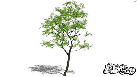 Sketchup Components 3d Warehouse 3d Tree Aceraceae
