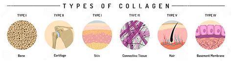 Collagen Types Infographic Collagens For Bone Cartilage Hair Stock