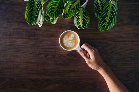 사람이 식물과 나무 테이블에 라떼 아트와 커피 떨어져 컵을 들고있다 손에 대한 스톡 사진 및 기타 이미지 손 카푸치노