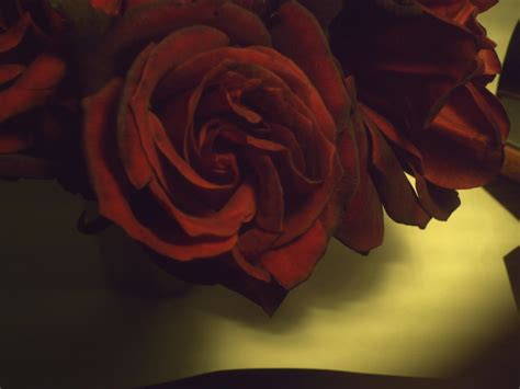 The Red Rose Pt 6 By Bazzi55 On Deviantart