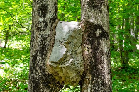 Premium Photo A Large Rock In A Tree Is Being Cut Into A Tree