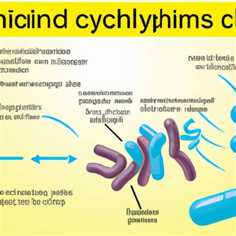 How Does Clindamycin Work Exploring Its Anti Bacterial Properties The Enlightened Mindset