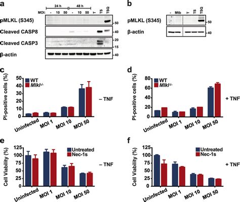 Necroptotic Death Of Mtb Infected Macrophages Is Restricted A Western