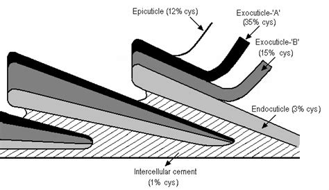 4 Schematic Scale Structure Of The Cuticle Showing The Major Download Scientific Diagram